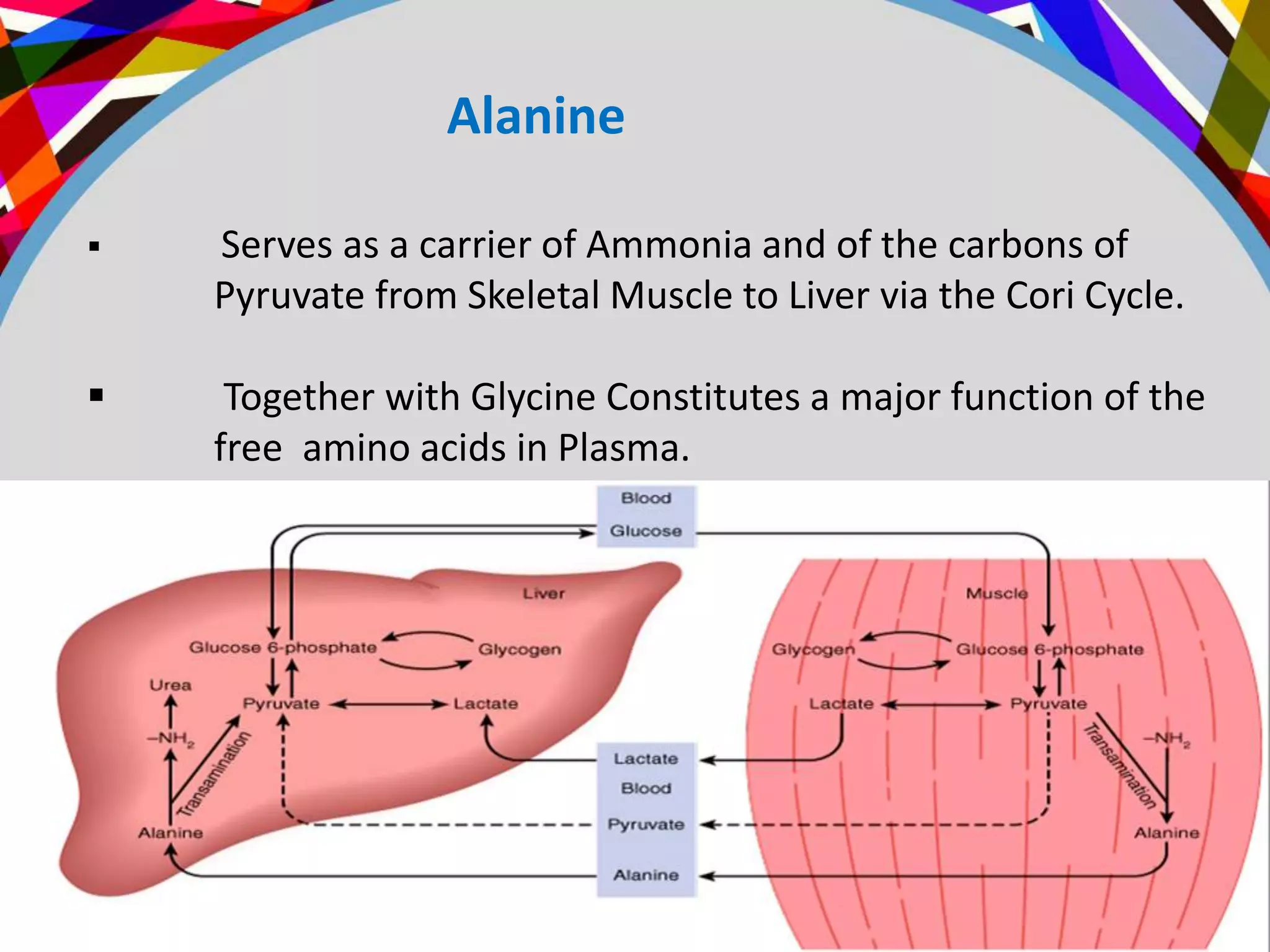 Conversion of amino acids into specialised products | PPTX