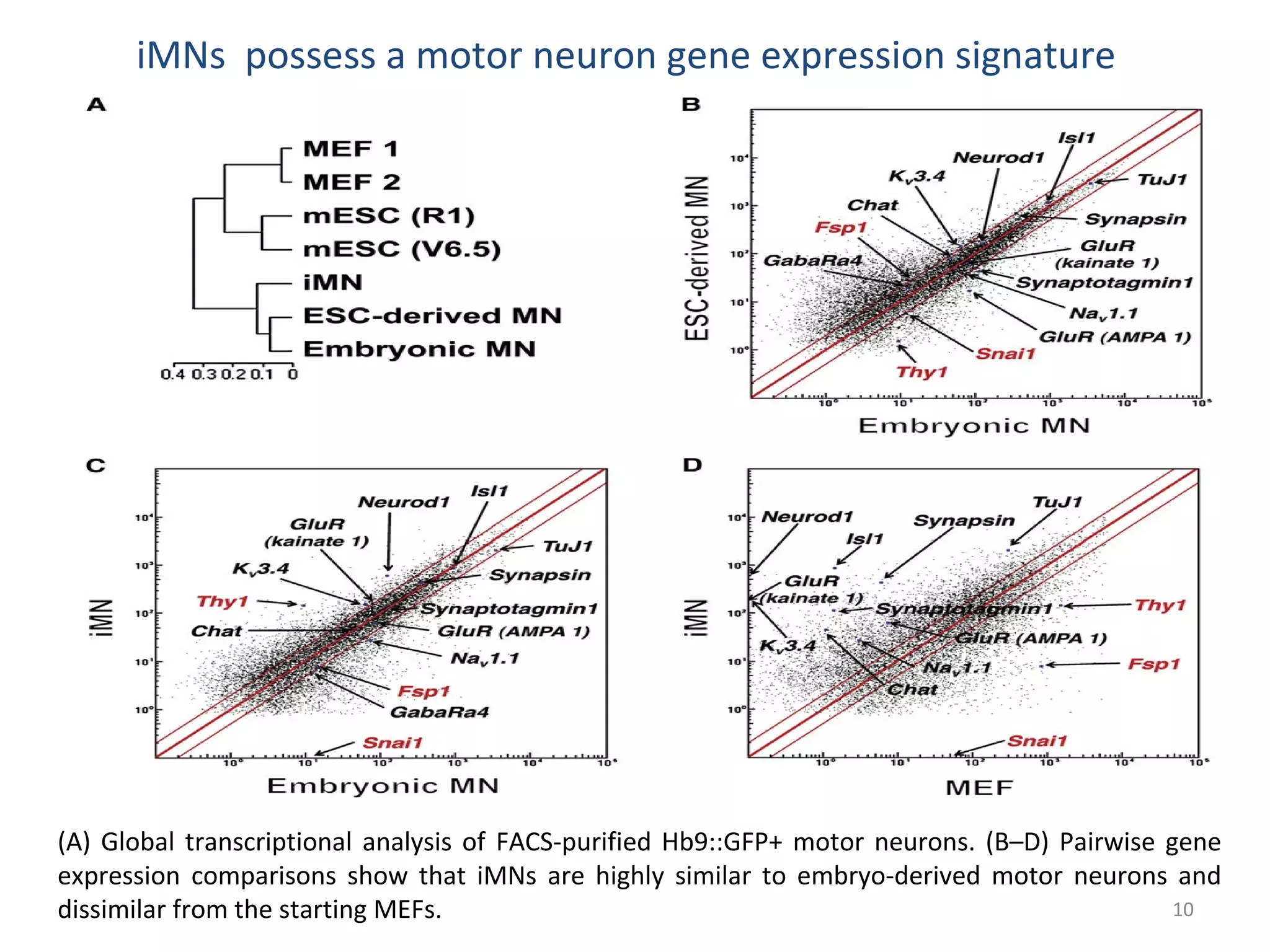 Conversion of mouse and human fibroblasts into functional spinal motor neurons | PPT