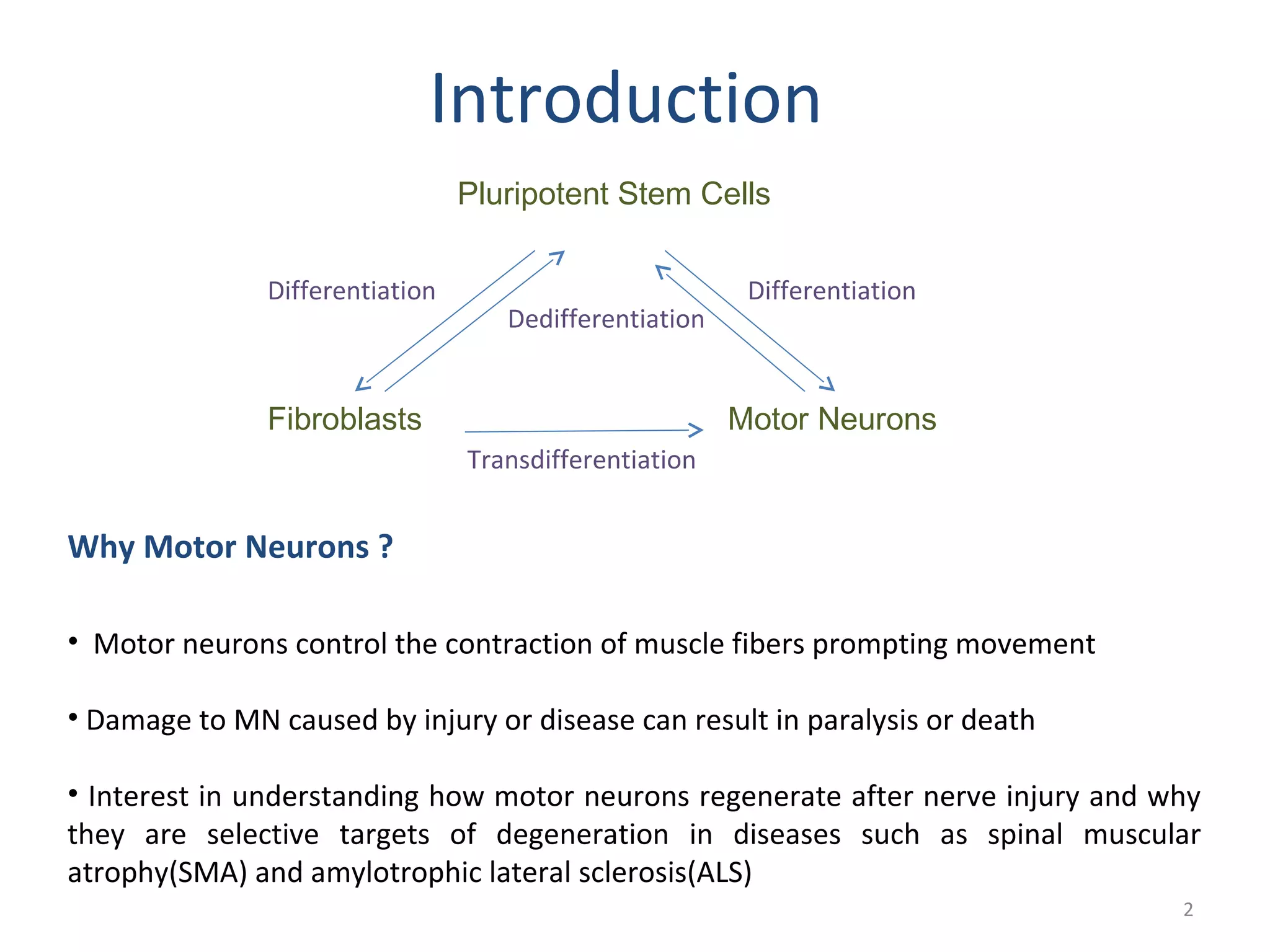 Conversion of mouse and human fibroblasts into functional spinal motor neurons | PPT