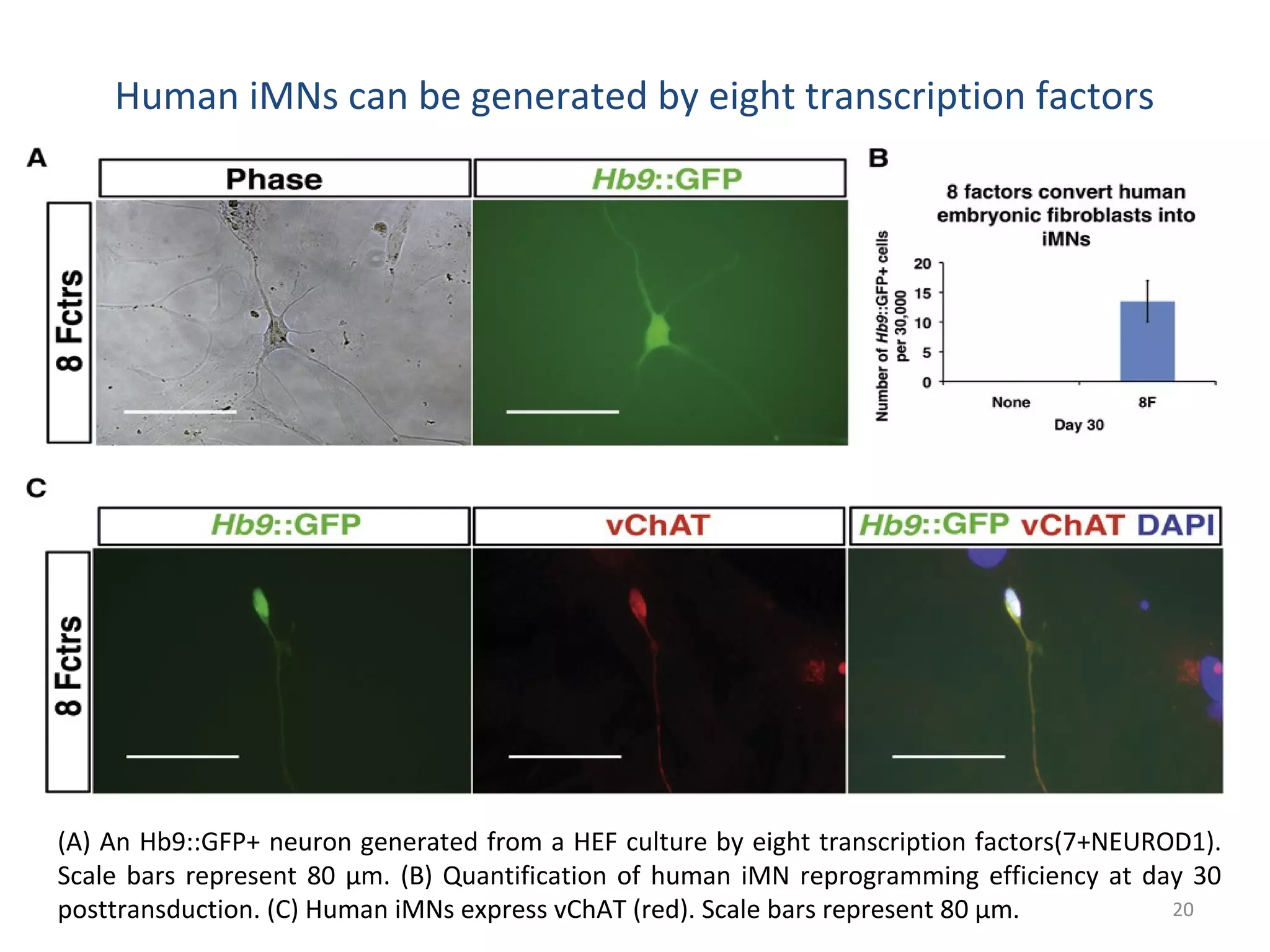 Conversion of mouse and human fibroblasts into functional spinal motor neurons | PPT