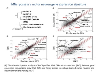 Conversion of mouse and human fibroblasts into functional spinal motor neurons | PPT