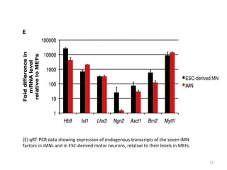 Conversion of mouse and human fibroblasts into functional spinal motor ...
