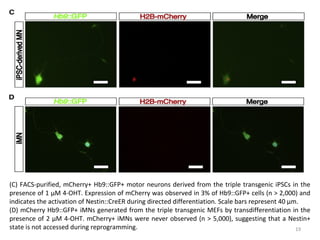 Conversion of mouse and human fibroblasts into functional spinal motor neurons | PPT