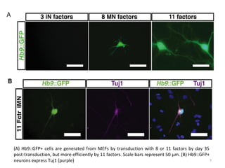 Conversion of mouse and human fibroblasts into functional spinal motor neurons | PPT