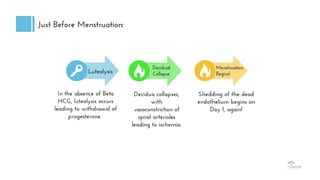 The Normal Menstrual Cycle | PPT