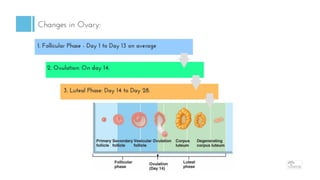 The Normal Menstrual Cycle | PDF
