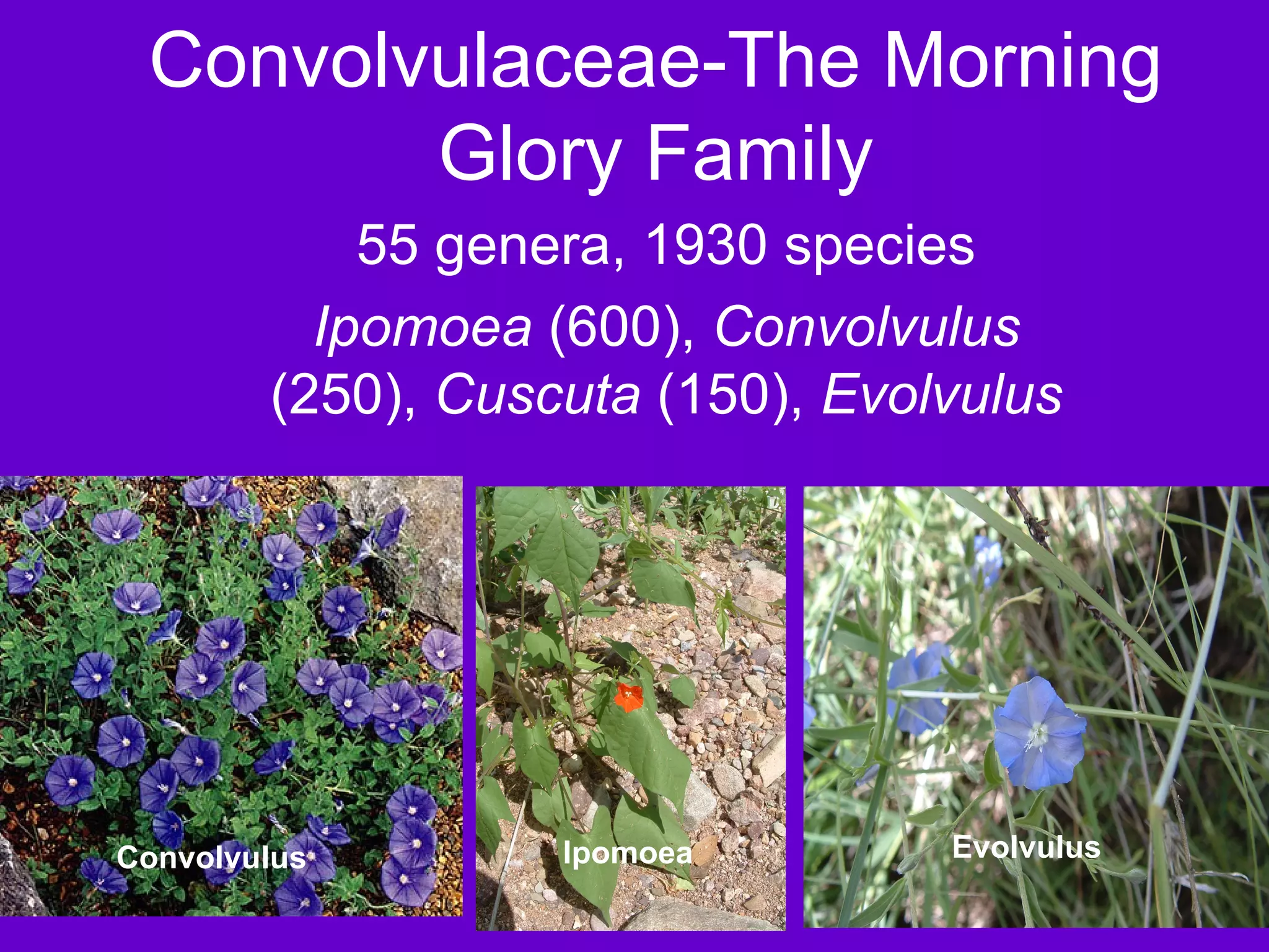 Convolvulaceae | PPT