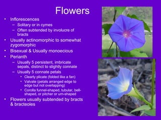 Convolvulaceae | PPT