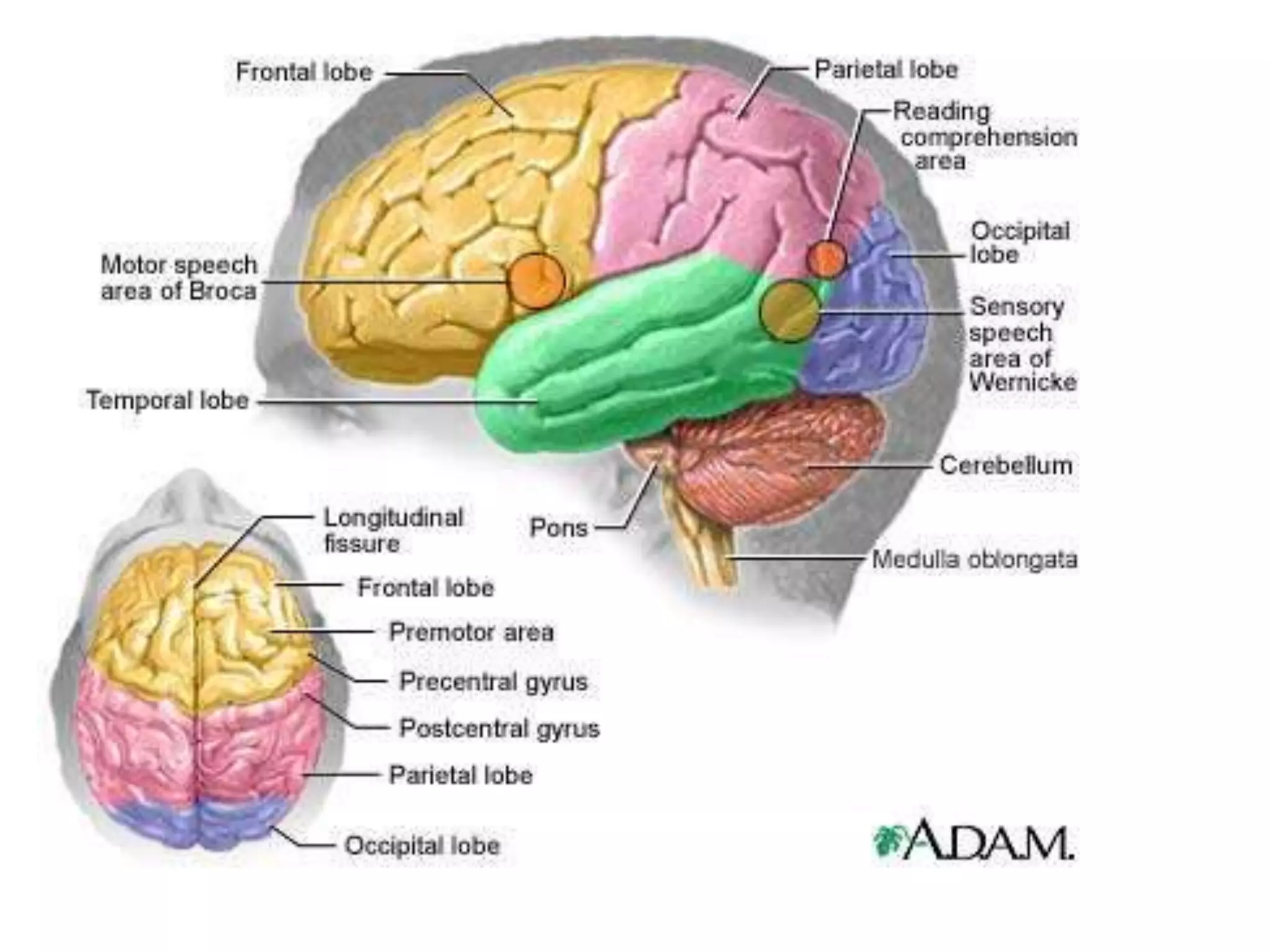 CONVULSIONS (SEIZURES).ppt
