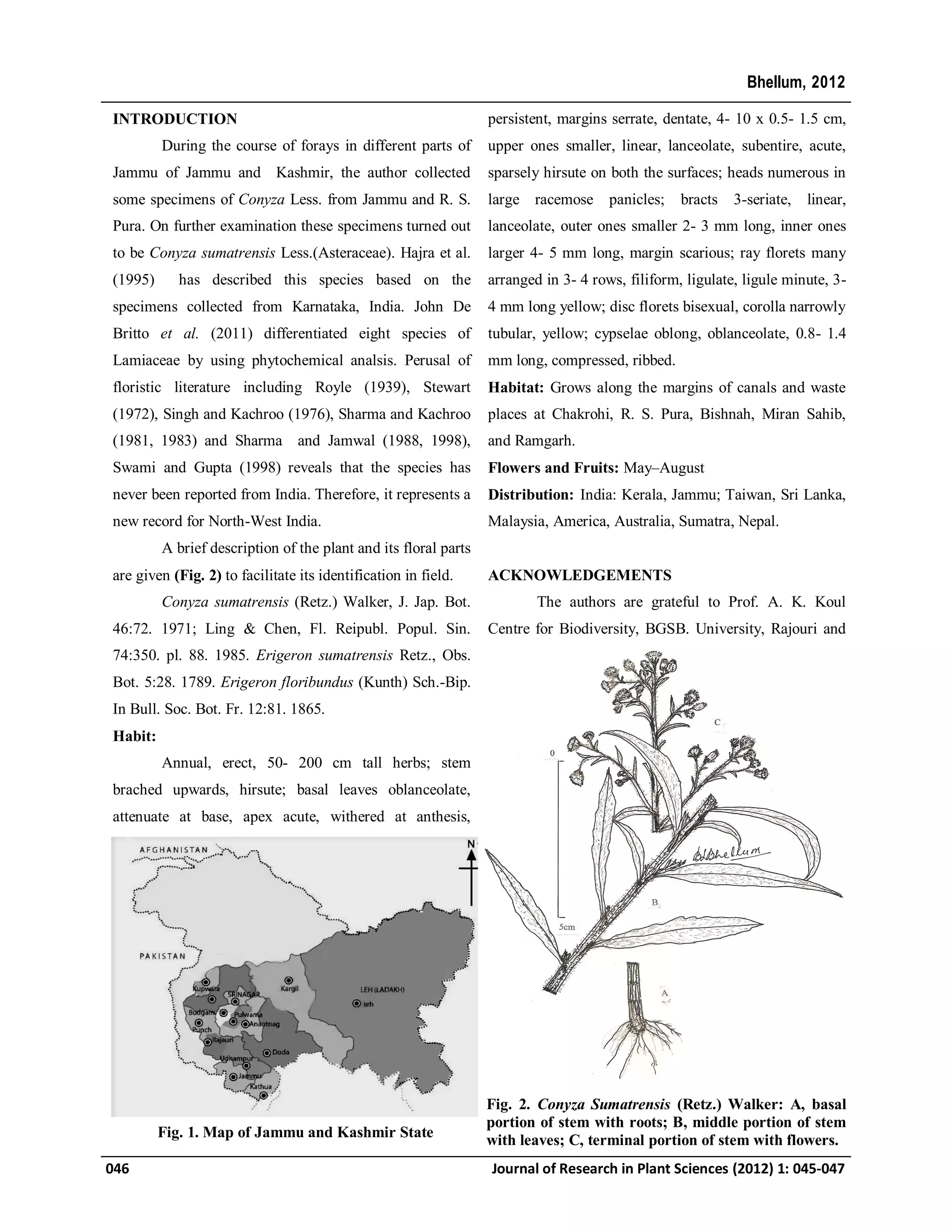 Conyza sumatrensis (retz.) walker (Asteraceae) - A new record for the ...