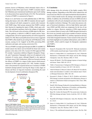 The DNA Damage Repair Response | PDF