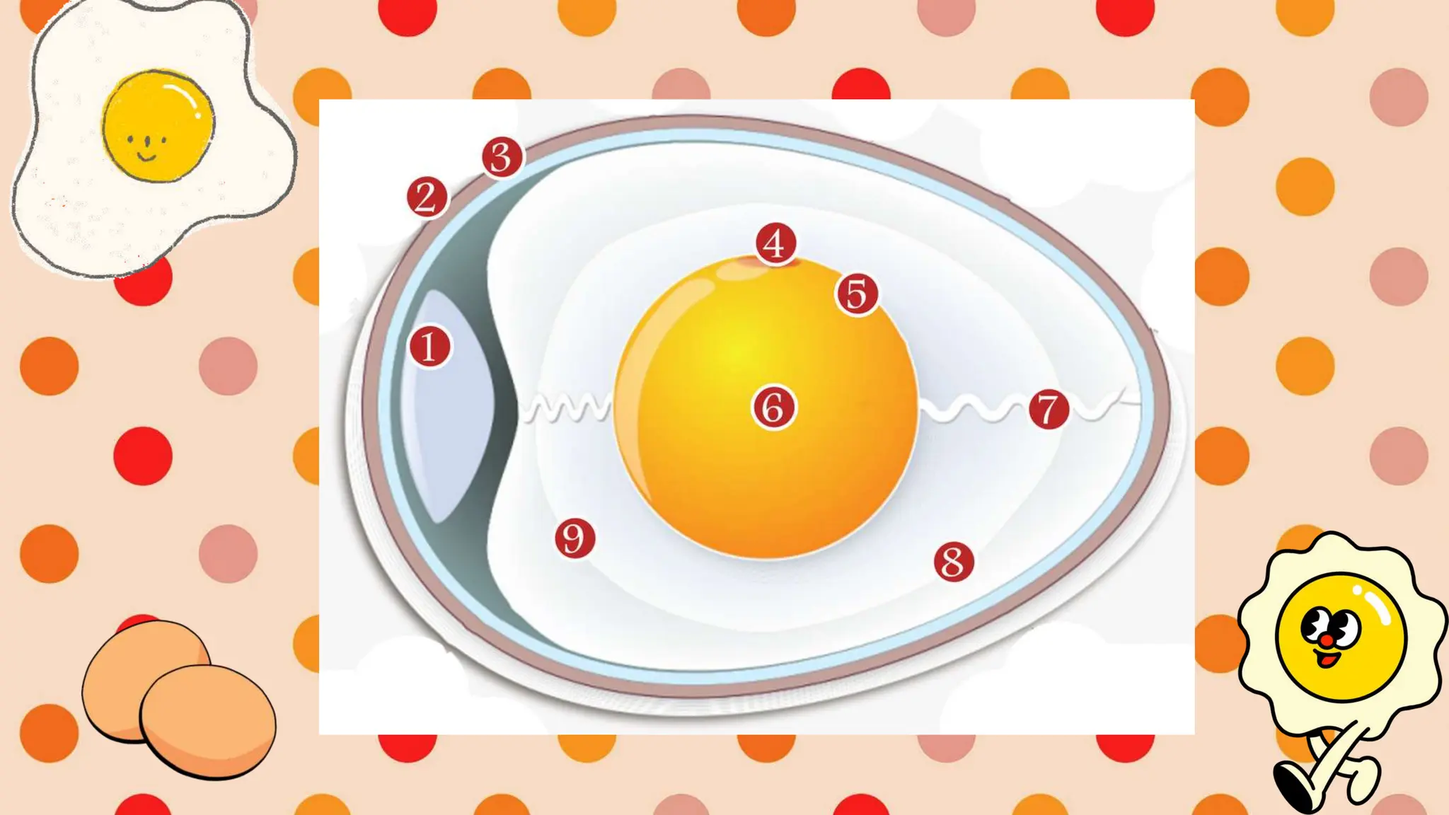 cOOKERY-10-Physical-Structure-and-Composition-of-Egg.pptx
