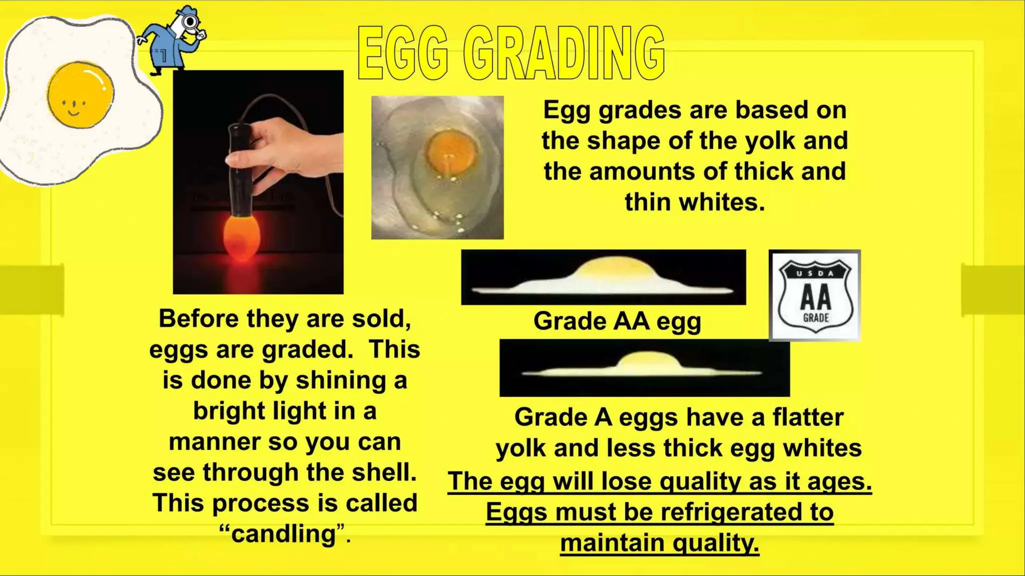 cOOKERY-10-Physical-Structure-and-Composition-of-Egg.pptx