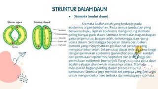 Daun Monokotil Biologi SMA Kelas 10.pptx