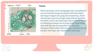Daun Monokotil Biologi SMA Kelas 10.pptx