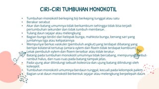 Daun Monokotil Biologi SMA Kelas 10.pptx