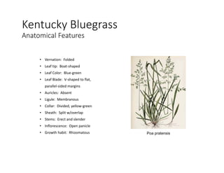 Cool Season Grasses | PDF