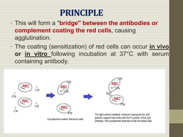 Coombs test | PPTX