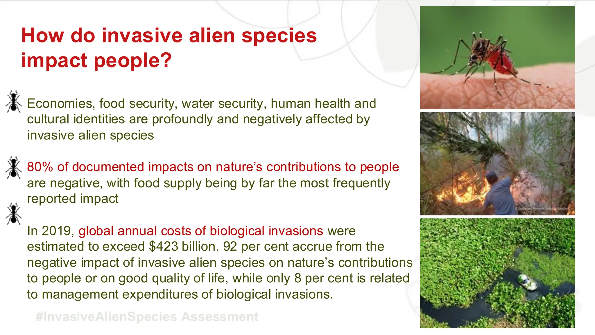 COOP4CBD Invasive Alien Species Presentation 1 | PDF