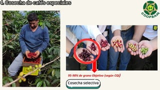 cooperativa bosque del alto mayo - cosecha y postcosecha | PDF