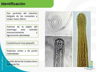 Cooperia spp | PPTX