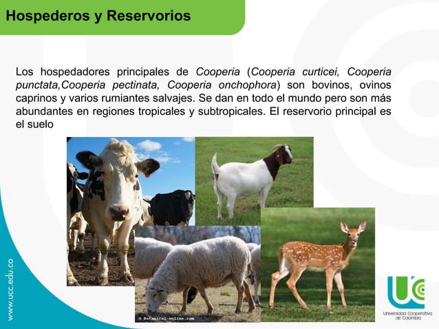 Cooperia spp | PPTX