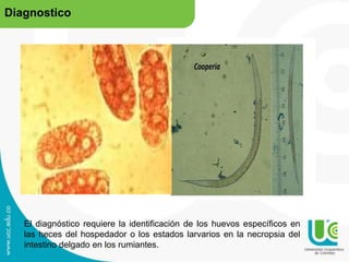 Cooperia spp | PPTX
