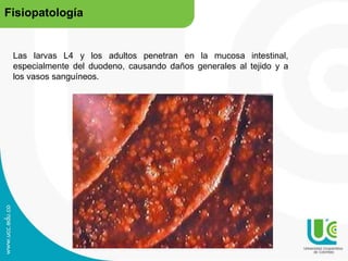 Cooperia spp | PPTX