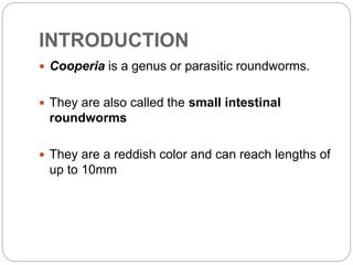 cooperia. Muhammad Arif 2021-ag-424.pptx
