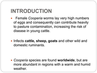 cooperia. Muhammad Arif 2021-ag-424.pptx