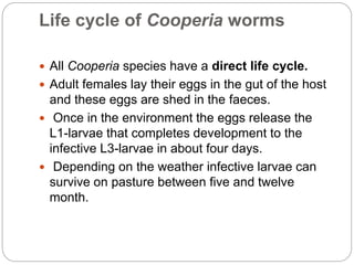 cooperia. Muhammad Arif 2021-ag-424.pptx