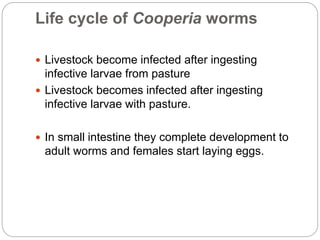 cooperia. Muhammad Arif 2021-ag-424.pptx