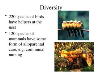 cooprative breeding................................ppt