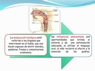 Coordinación fonética por Alexandra Lema | PPTX