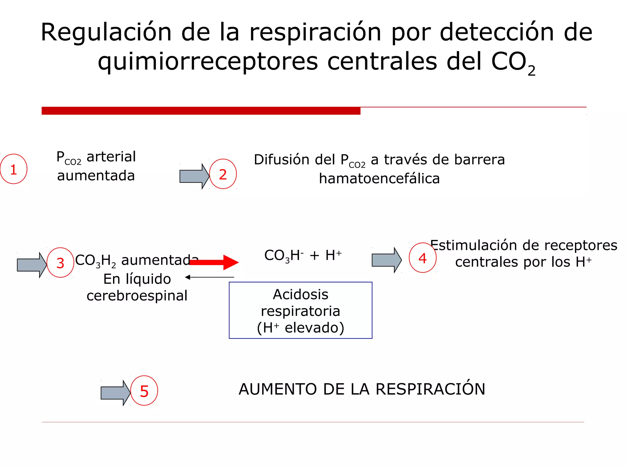 Coordinacion de los signos vitales snc | PPT