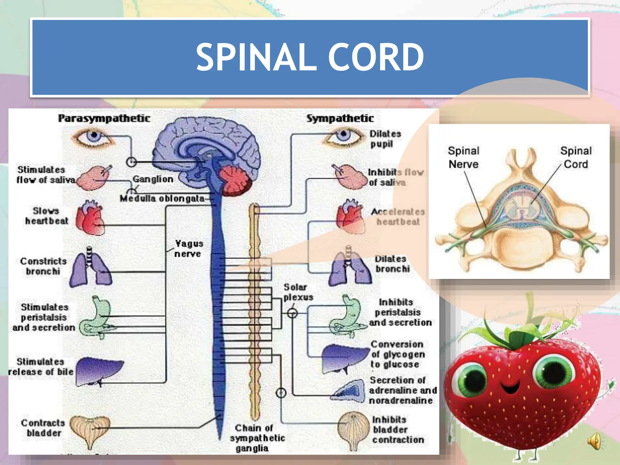 Coordinated-Function-of-Nervous-System-Endocrine-and-Reprodcutive-System.pptx