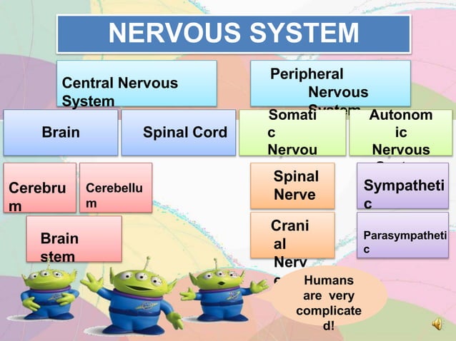 Coordinated-Function-of-Nervous-System-Endocrine-and-Reprodcutive-System.pptx