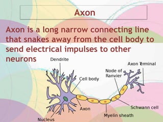Coordinated-Function-of-Nervous-System-Endocrine-and-Reprodcutive ...
