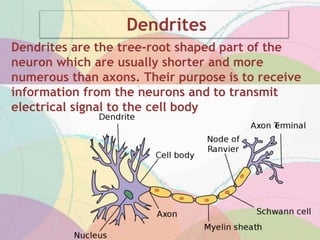 Coordinated-Function-of-Nervous-System-Endocrine-and-Reprodcutive ...