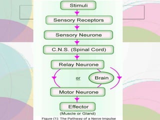 Coordinated-Function-of-Nervous-System-Endocrine-and-Reprodcutive-System.pptx