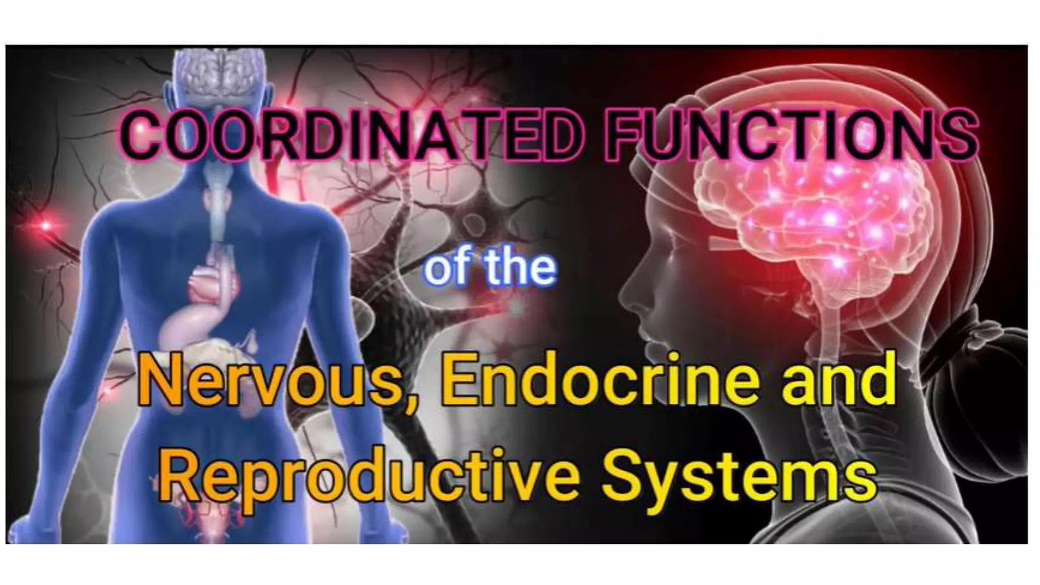 coordinated function of endocrine, nervous and repro.pptx