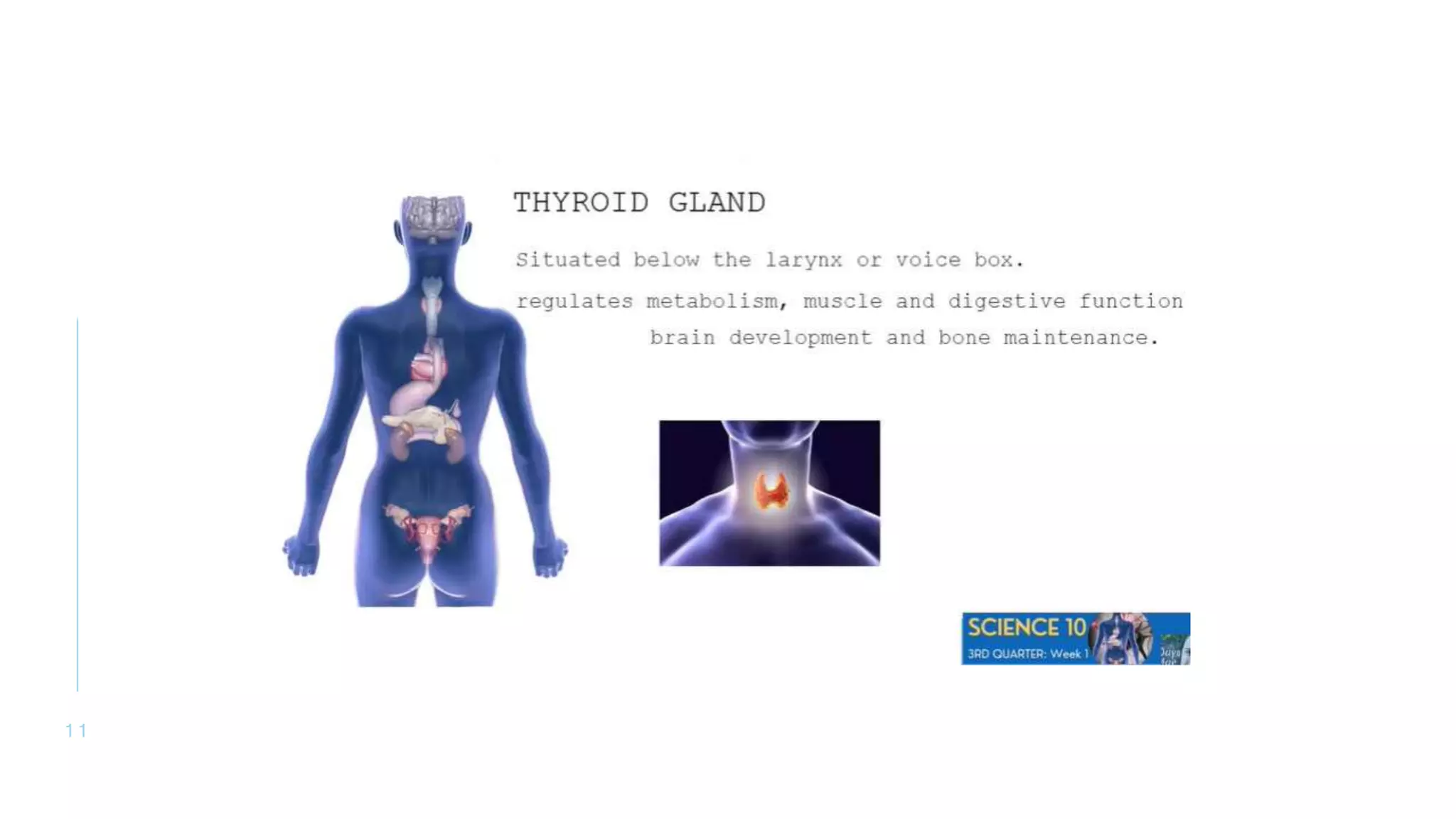 coordinated function of endocrine, nervous and repro.pptx