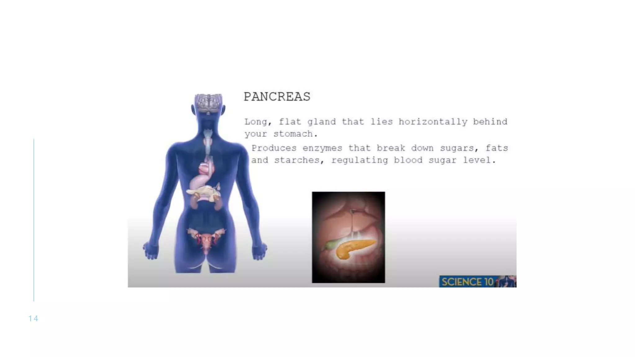 coordinated function of endocrine, nervous and repro.pptx