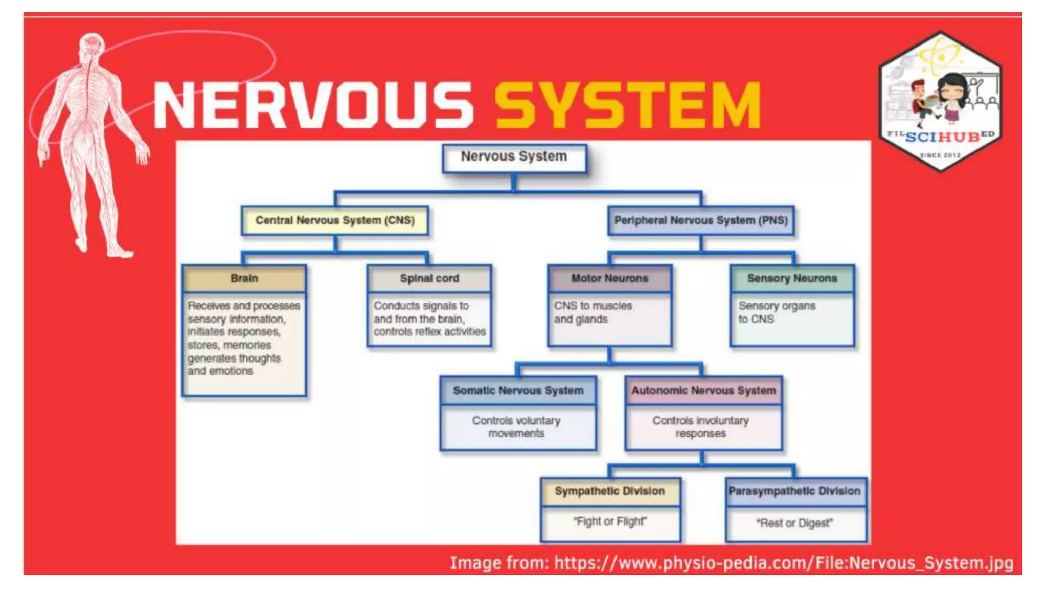coordinated function of endocrine, nervous and repro.pptx