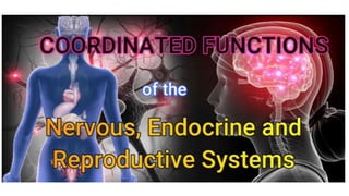 coordinated function of endocrine, nervous and repro.pptx