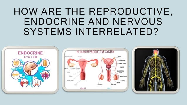 coordinated function of endocrine, nervous and repro.pptx