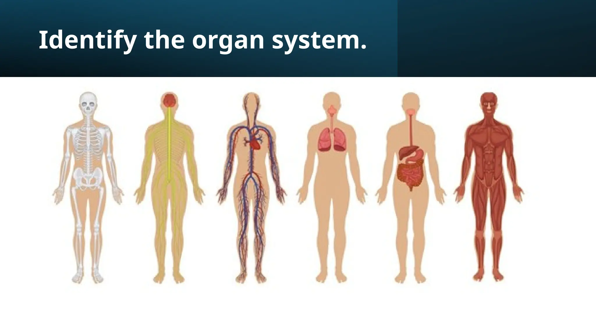 Coordinated functions of Digestive System, Excretory System.pptx