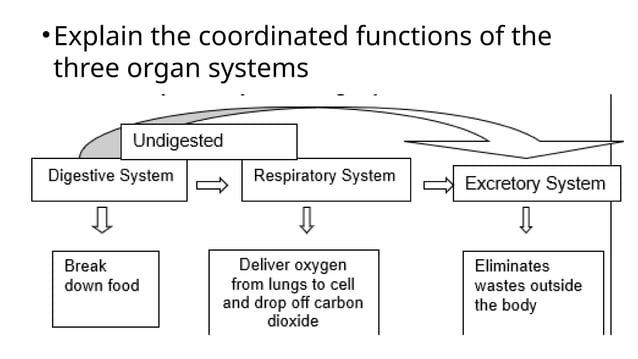 Coordinated functions of Digestive System, Excretory System.pptx