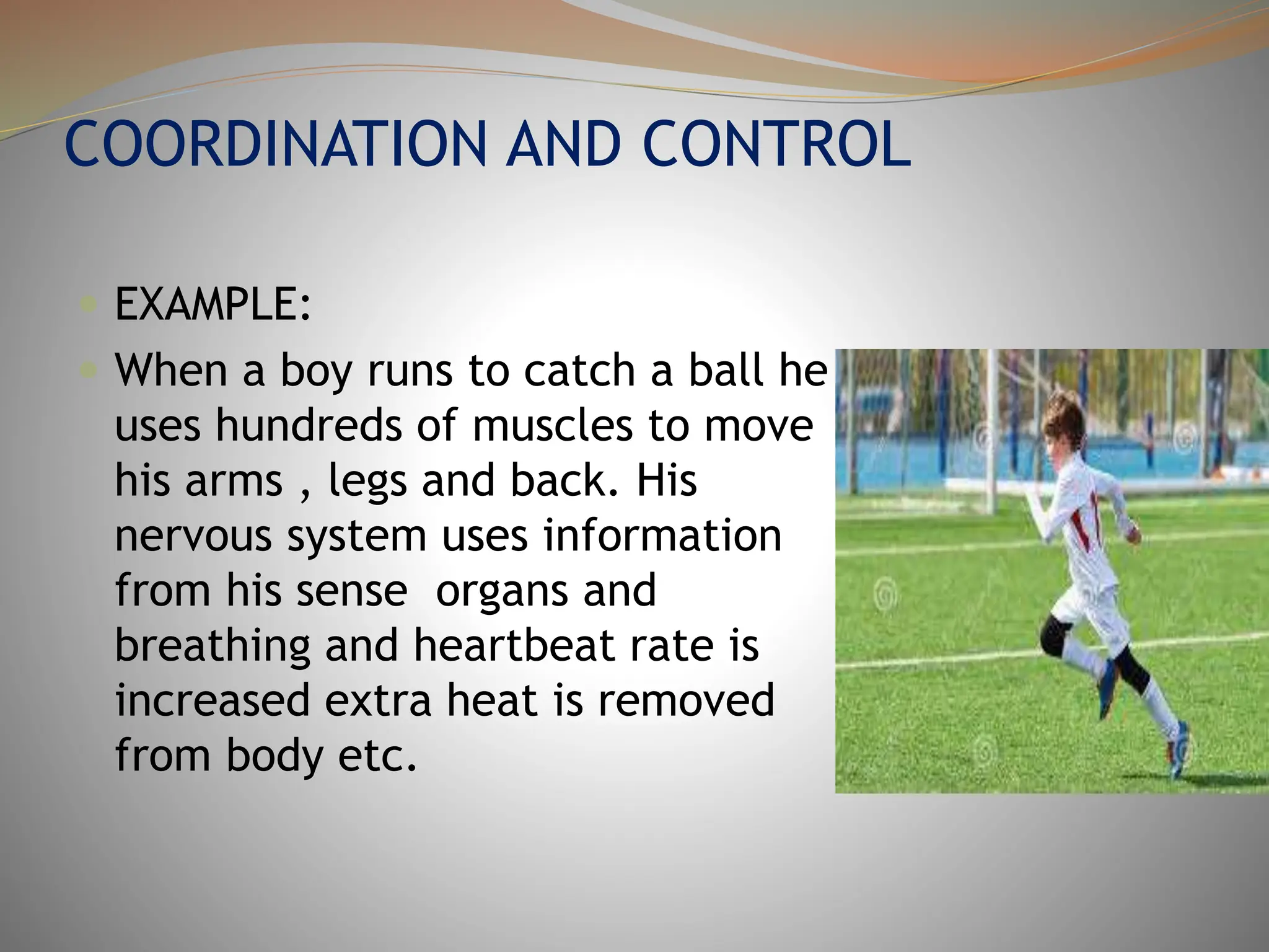 COORDINATION AND CONTROL 1.pptx