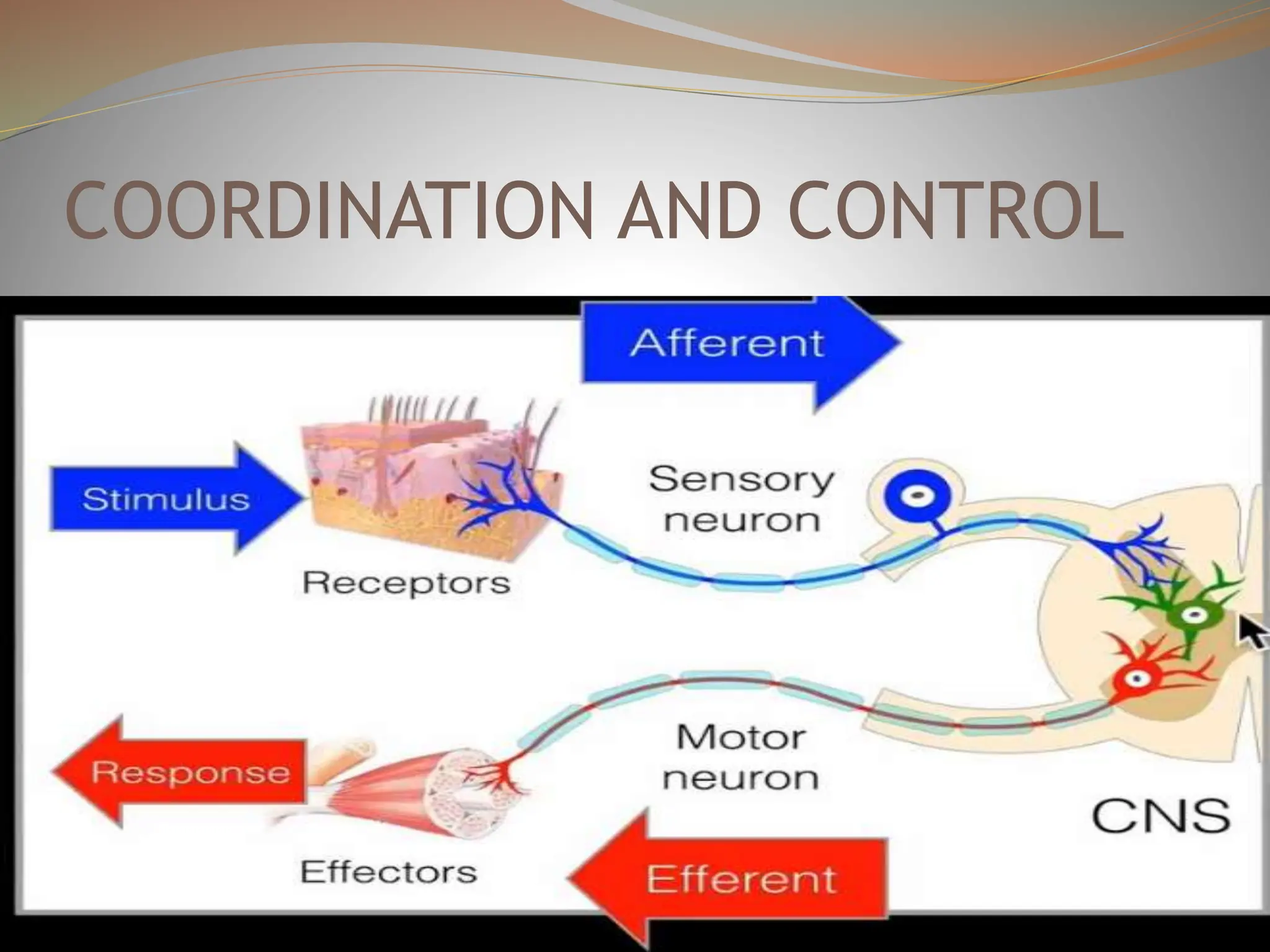 COORDINATION AND CONTROL 1.pptx